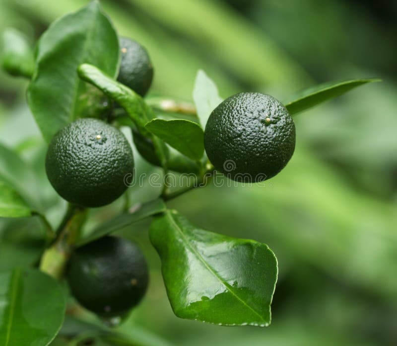 Lime fruit stock photo. Image of edible, green, lime - 87302926