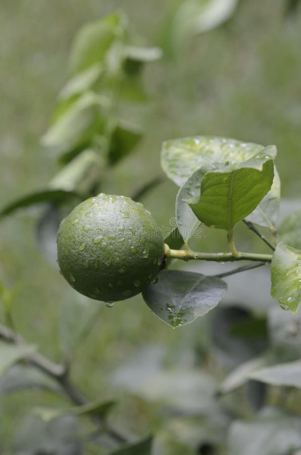 Lime fruit stock photo. Image of flavour, natural, ascorbic - 75772898