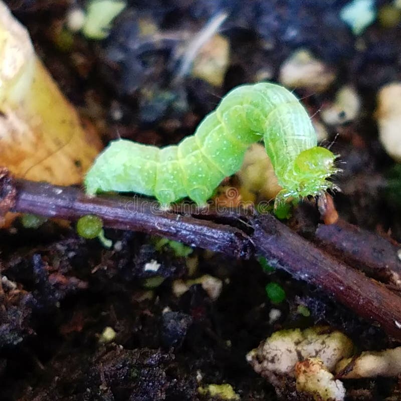 Green Caterpillar inchworm stock photo. Image of stick - 99403052