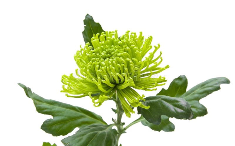 Lime green chrysanthemum stock image. Image of lime, color - 14609489