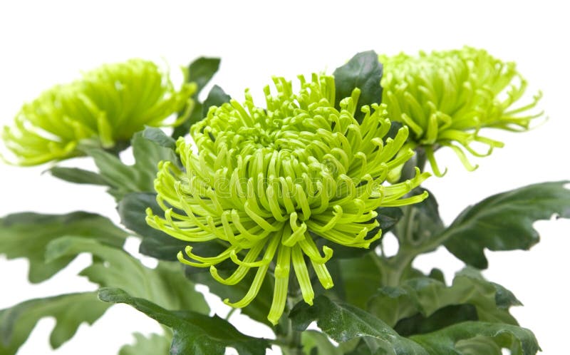 Lime green chrysanthemum stock image. Image of lime, color - 14609489
