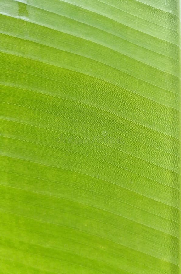 Lime Green Color for Background Stock Image - Image of yellow, branch ...