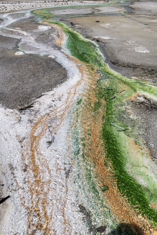Lime-green Cyanidium Algae in Yellowstone 库存图片 - 图片 包括有 破火山口, 公园: 166240897