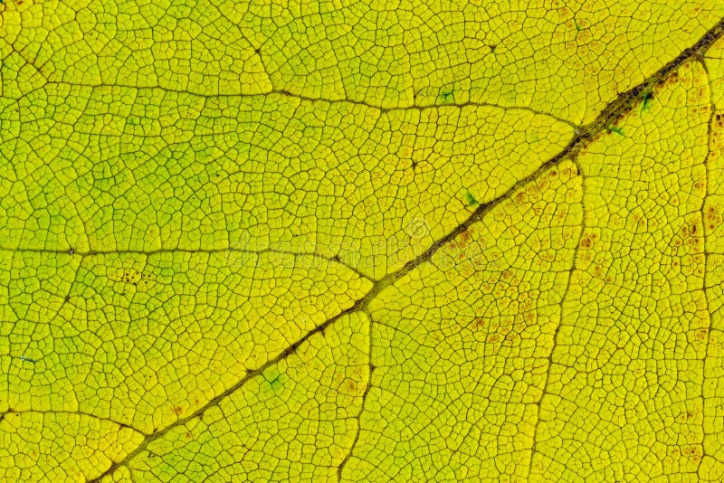 Lime Green Leaf Texture Macro Closeup. Beautiful Natural Pattern Stock ...