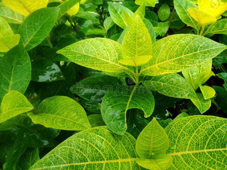 Lime Green Leaf Textures stock image. Image of lime - 391842515