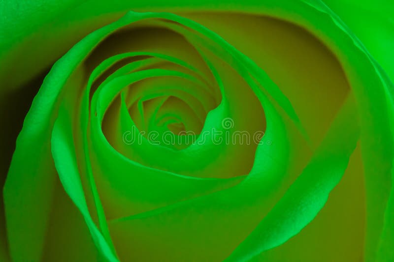 Lime Green Rose - Stock Photo Stock Image - Image of meditation, petal ...