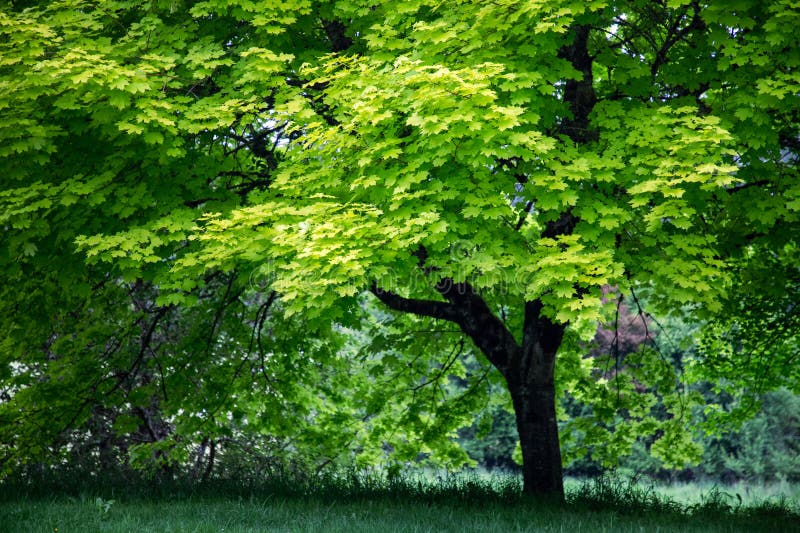 Spring Green Leaves on Oak Tree Stock Image - Image of maple, tree ...