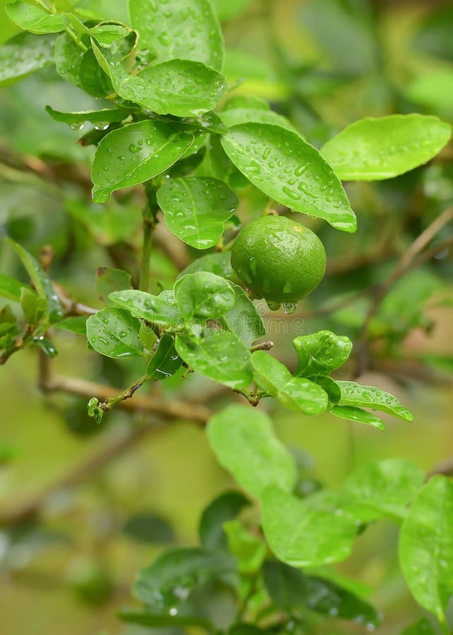 Lime Green Tree Hanging from the Branches Stock Image - Image of color ...