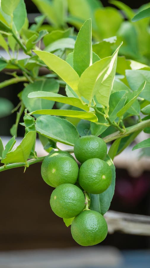 Lime green tree stock image. Image of farm, nature, grove - 80619455