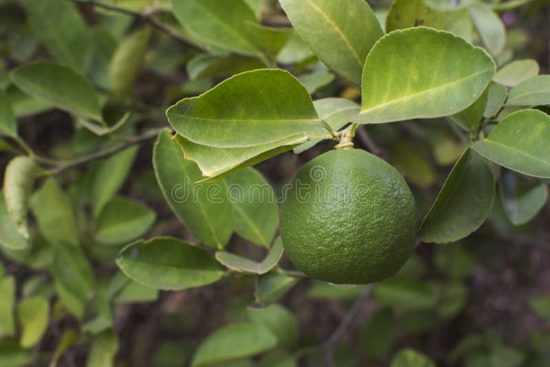 Lime Green Tree Hanging from the Branches Stock Photo - Image of ...