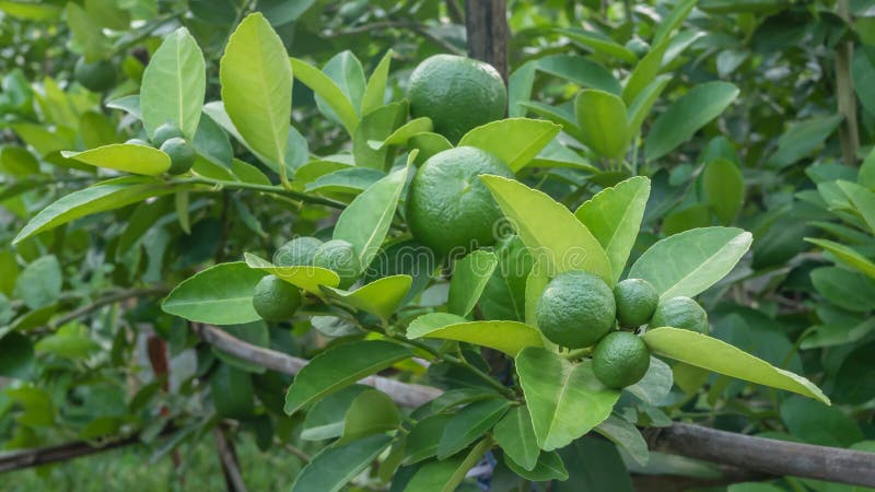 Lime green tree stock photo. Image of crop, leaf, juicy - 85909382