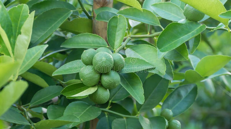Lime green tree stock image. Image of branch, lemon, freshness - 85909421