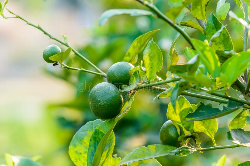 Lime green tree stock photo. Image of foliage, healthy - 90924438