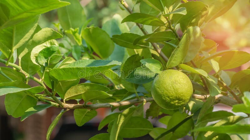 Lime green tree stock image. Image of color, fresh, orchard - 112695835