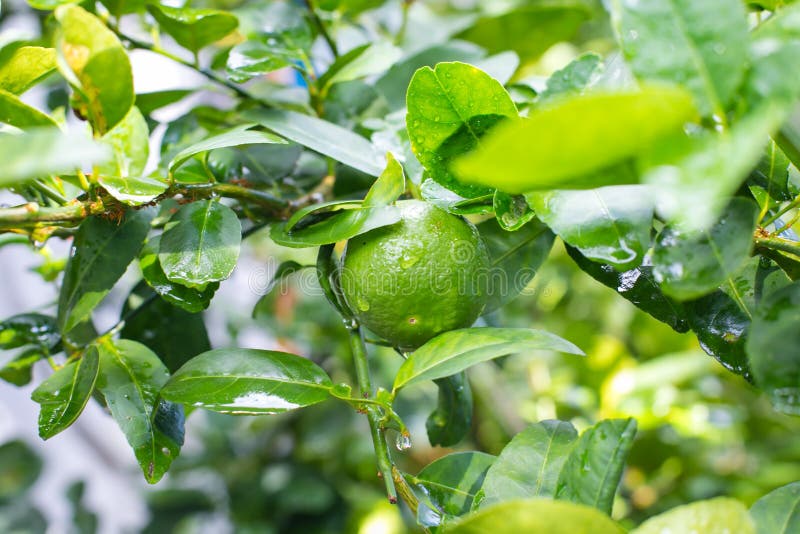 Lime green tree stock image. Image of trees, fruit, organic - 99568327