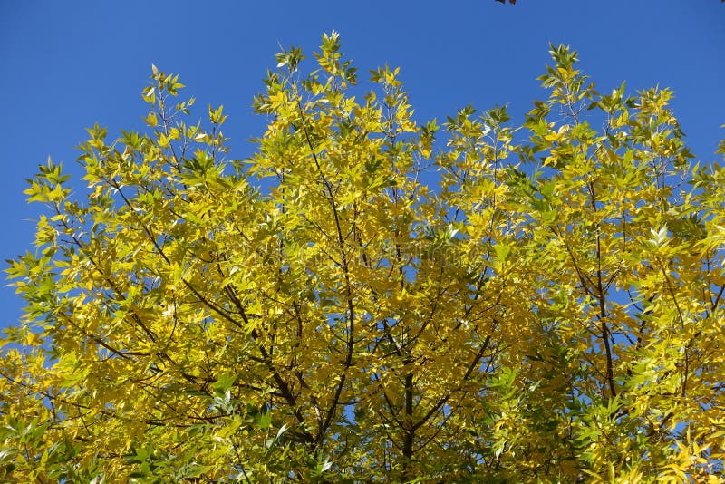 Lime Green and Yellow Leafage of Ash Against Blue Sky in October Stock ...