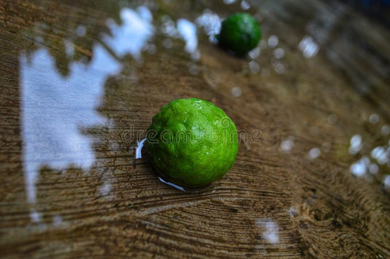 Lime on the ground stock photo. Image of close, rain - 208379700
