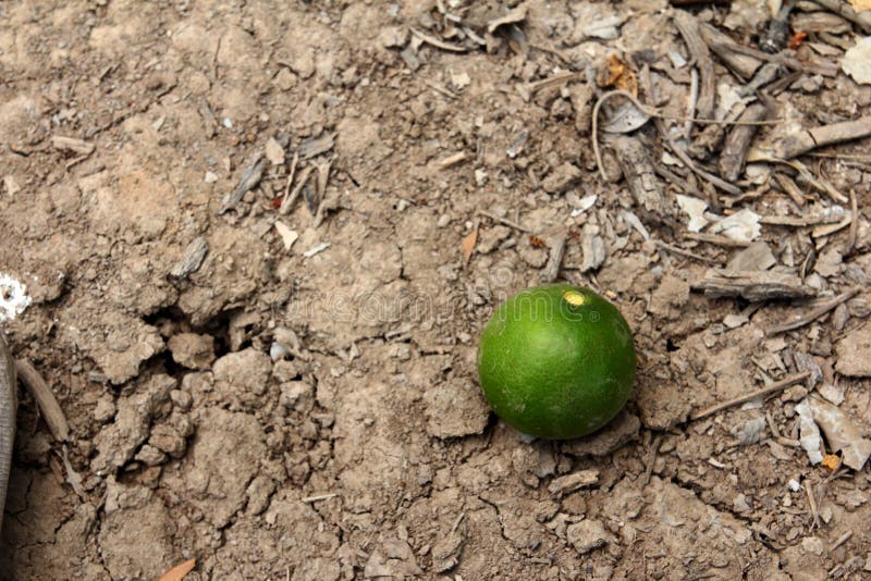Lime on the ground stock image. Image of green, agriculture - 70508041