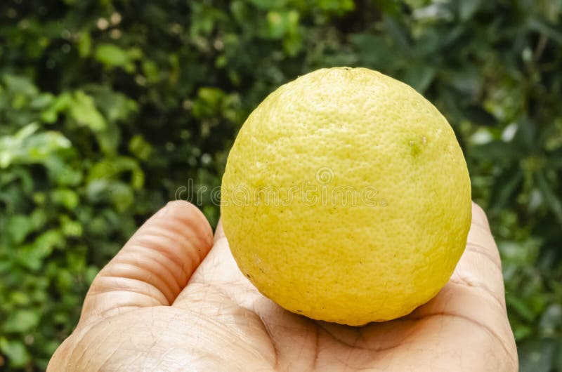 A Lime in a Hand stock image. Image of aurantiifolia - 257936541