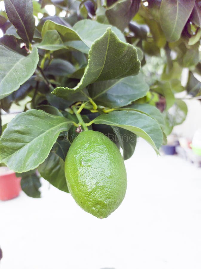 Lime Hanging on a Lime Tree Branch Stock Image - Image of leaves, juice ...