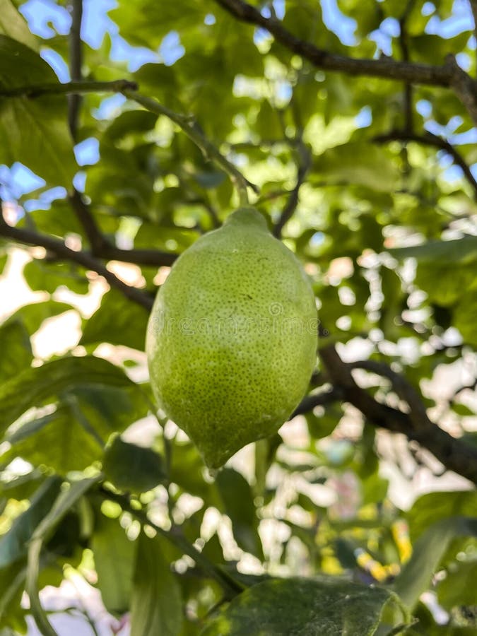 Lime is Hanging from a Tree Stock Photo - Image of texture, green ...