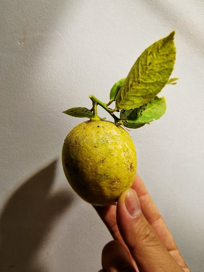 Lime that Has Been Ripe and Harvested Stock Image - Image of berry ...