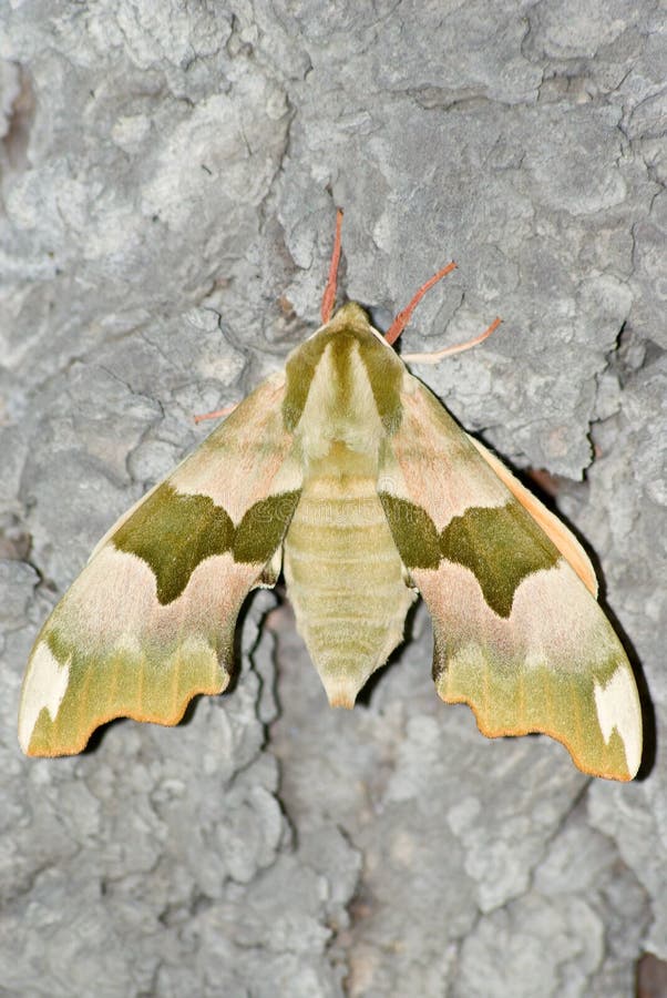 Lime hawk (Mimas Tiliae) stock image. Image of large - 17902207