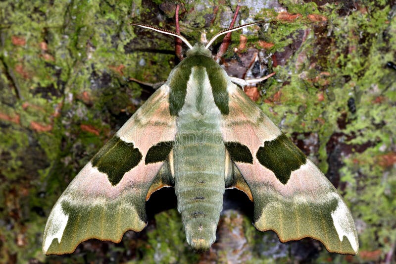 Lime Hawk-moth (Mimas Tiliae) Stock Image - Image of sphingidae ...