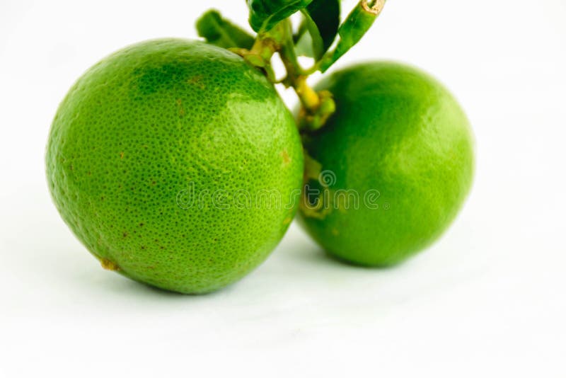 Lime stock photo. Image of citrus, isolated, slice, green - 64145826