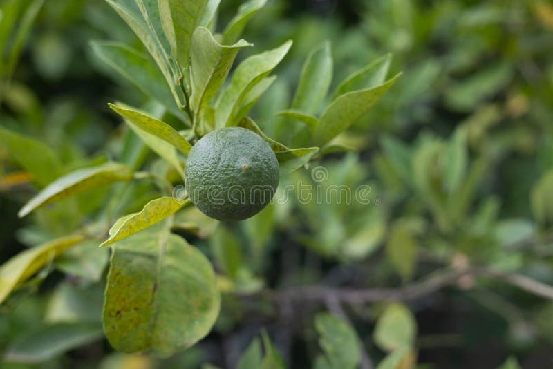 Lime Isolated on Tree in Vegetable Garden Stock Image - Image of grow ...