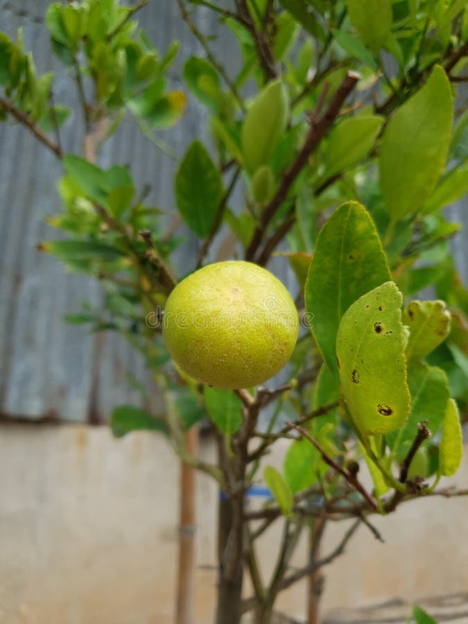 Lime is lamon stock photo. Image of beautiful, lamon - 148007004