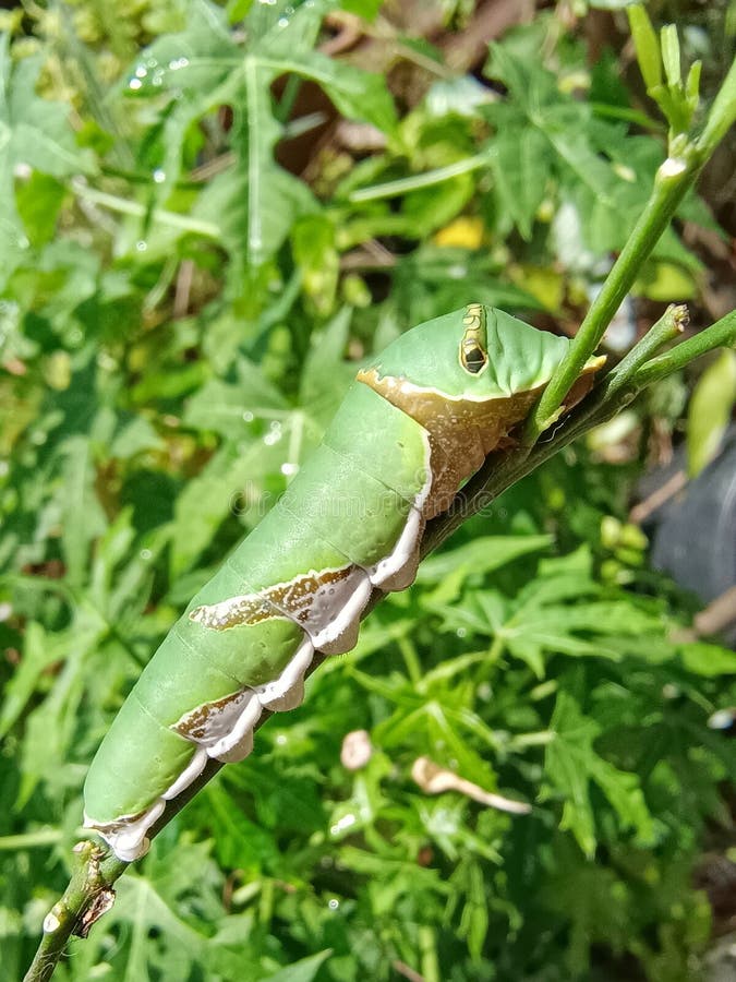 Lime Leaf-Eating Caterpillar – Agricultural Pest Alert Stock Image ...