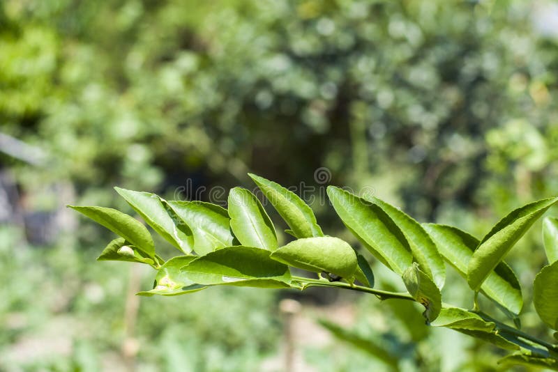 Lime leaf stock image. Image of green, leaf, lime, plant - 88609989