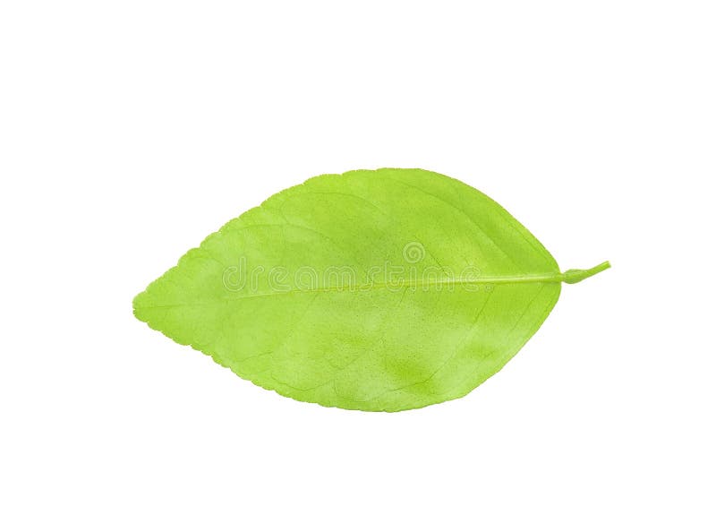 Lime Leaf Isolated on the White Background Stock Photo - Image of fresh ...