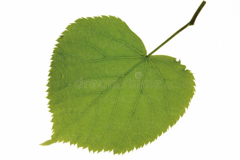 Lime Leaf Tilia Isolated on White, Close Up. Stock Photo - Image of ...