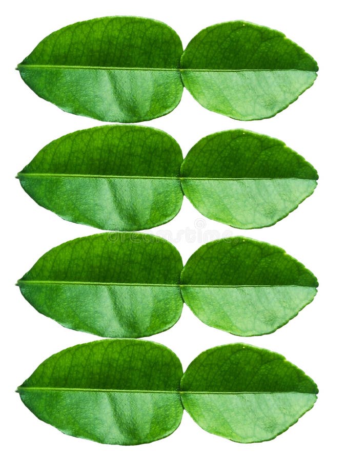 Lime Leaves Picture. Image: 15853153