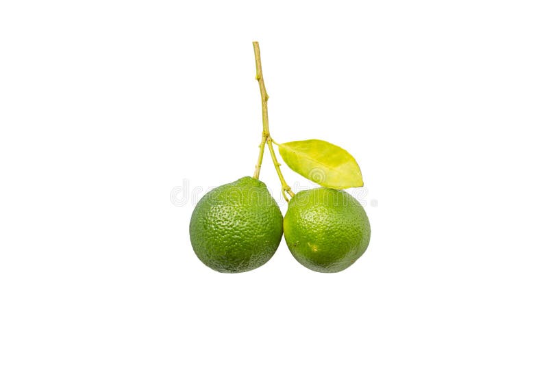 Lime Leaves and Branches in Isolate on White. Stock Photo - Image of ...