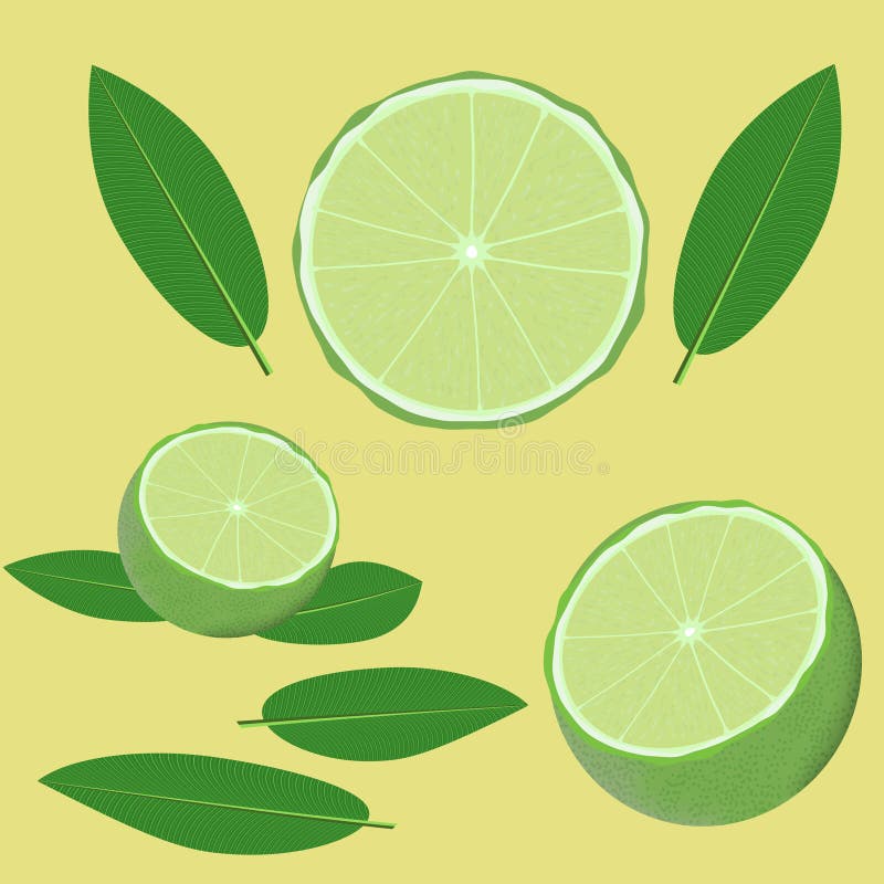 Lime and leaves stock vector. Illustration of citrus - 69001548