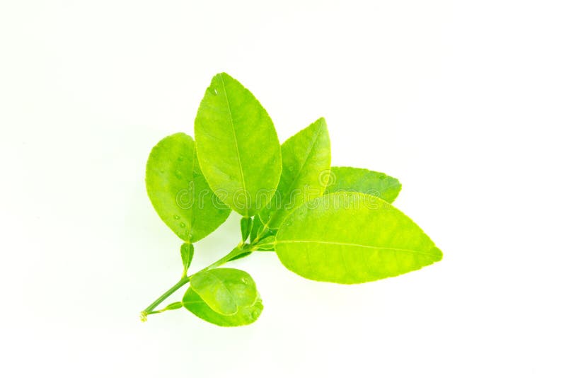 Lime leaves stock photo. Image of citrus, macro, plant - 121470566