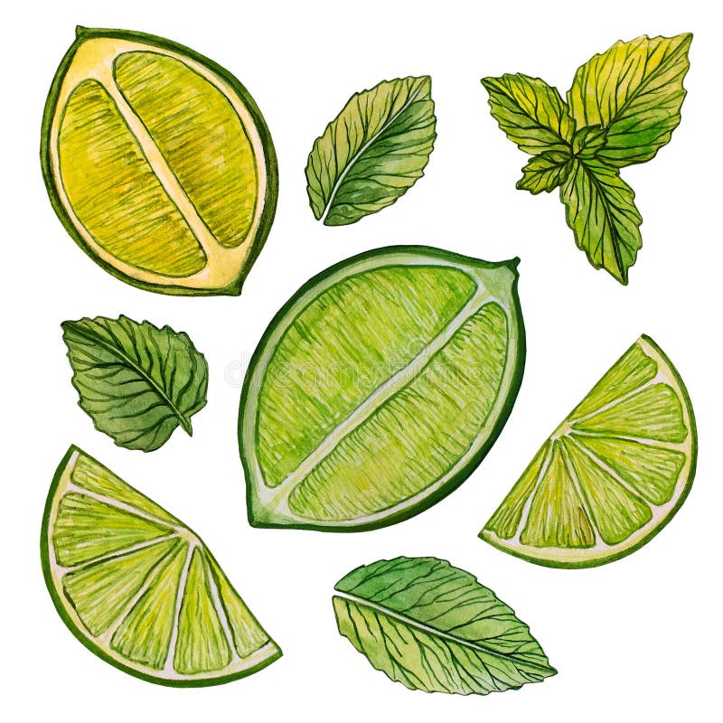 Lime and Leaves of the Mint Isolated on White Background. Stock Vector ...
