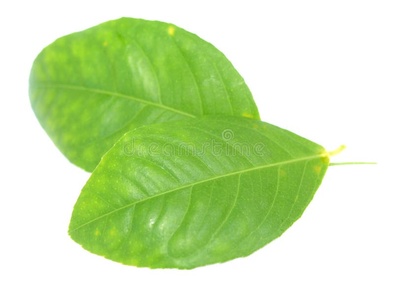 Lime leaves stock photo. Image of lemon, color, lime - 140629138