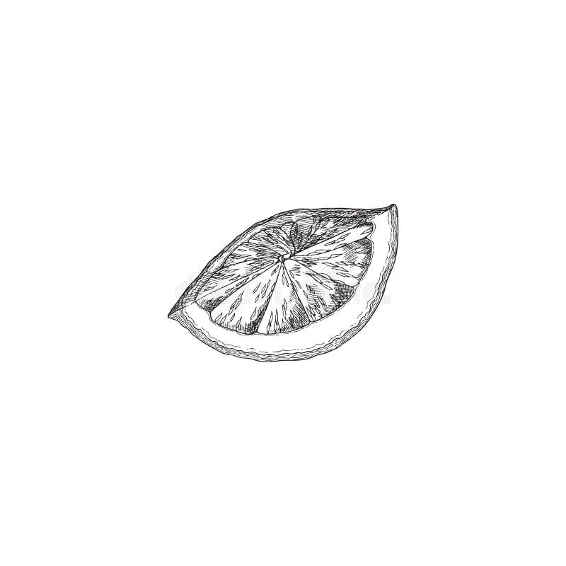 Lime or Lemon Segment Piece, Hand Drawn Engraving Vector Illustration ...
