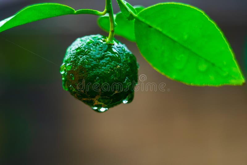 Lime or Lemon on Tree with Rain Drops Dew Stock Image - Image of ...