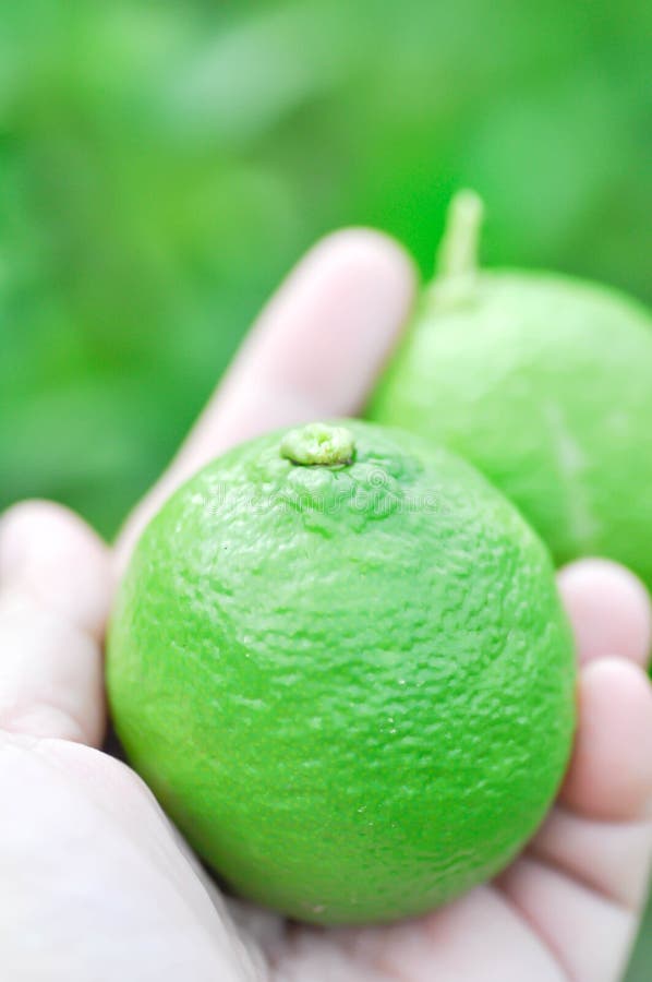 Lime, Lime Plant or Lemon Tree Stock Image - Image of house, tropical ...