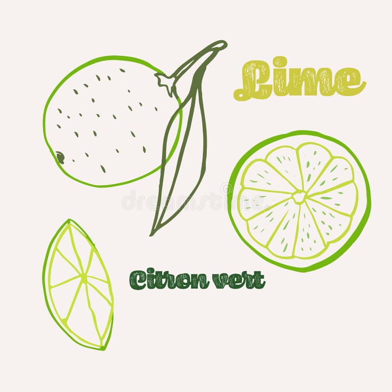 Lime Line Art Hand-drawn Multicolor Modern Vector Illustration ...