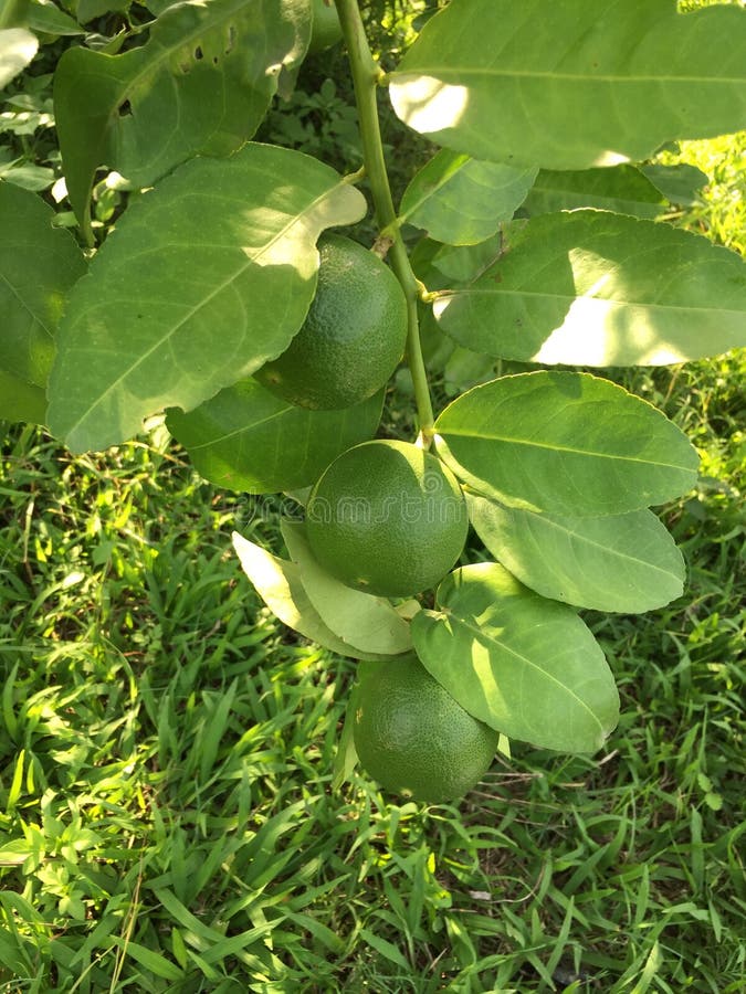 Lime in line stock photo. Image of sour, lime, line - 149702204
