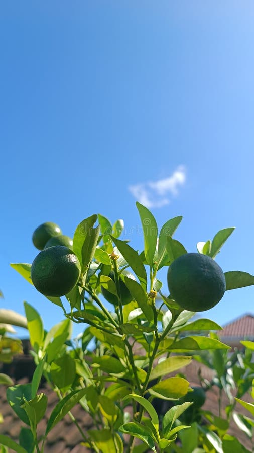 Lime local of java stock image. Image of local, vitamin - 263718815