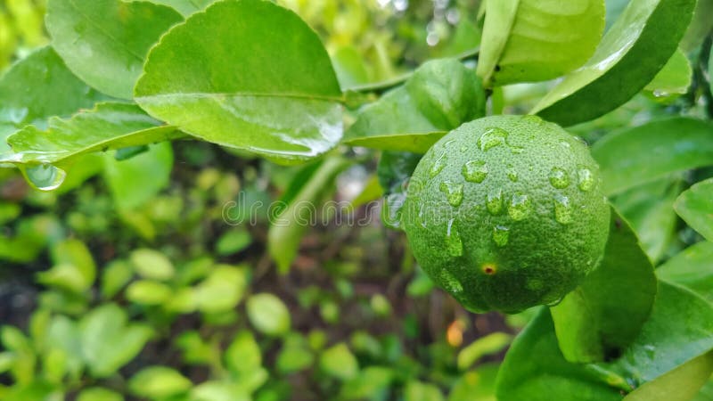 Lime in the Morning after the Rain Stock Photo - Image of morning, lime ...