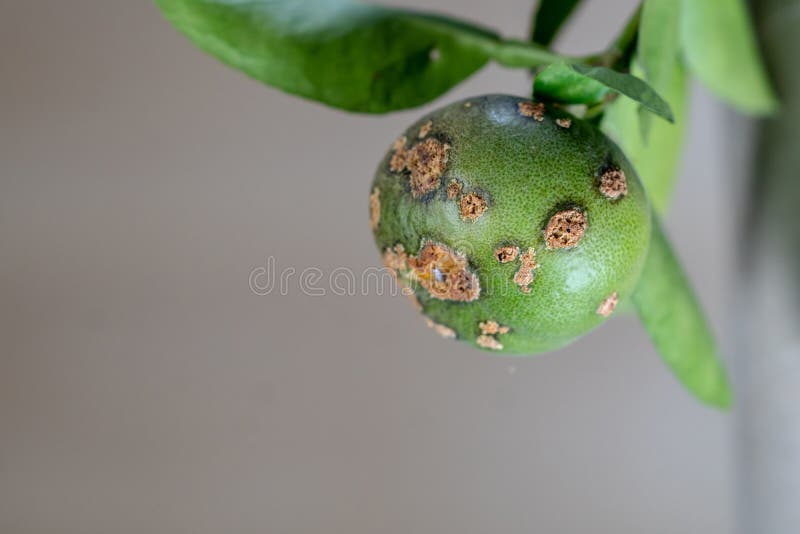 Lime ,Plant Disease, Citrus Canker Stock Photo - Image of nature ...