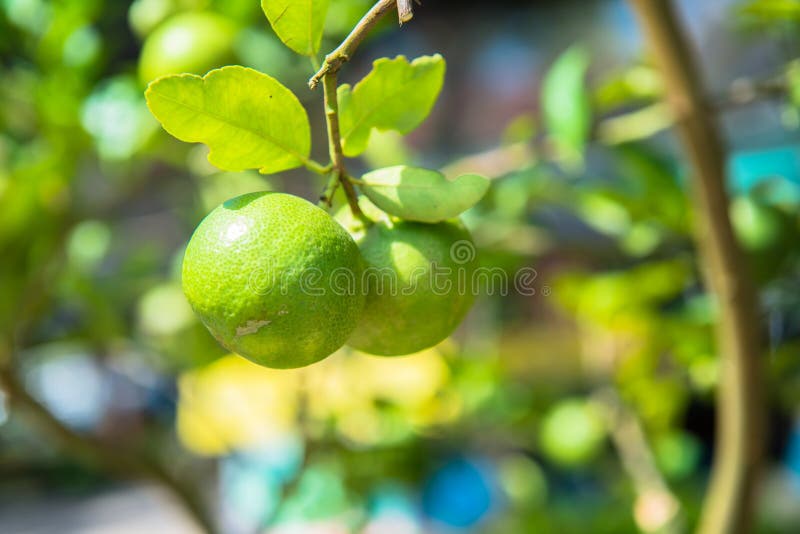 Lime plant stock photo. Image of aurantiifolia, foliage - 69235894